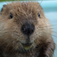 Steam Community :: choppy