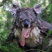 Steam Community :: Mokra Koala