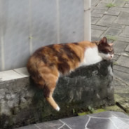 Steam Community :: Tobanga