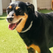 Steam Community :: Amit_Games