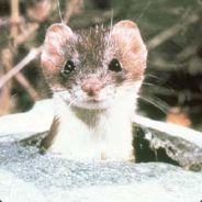 Steam Community :: Group :: The Laughing Weasel