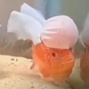 Steam Community :: brax