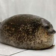 Steam Community :: A_Bouncing_Seal