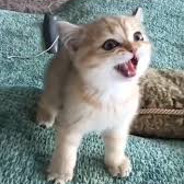 Steam Community :: K.A.R.A.T.😈