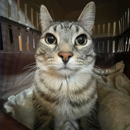 Steam Community :: cat