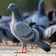 Steam Community :: pesky_pigeon @bandit