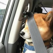 Steam Community :: Shoak