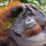 Steam Community :: Daithi De Nogla