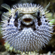 Steam Community :: Toxic Pufferfish