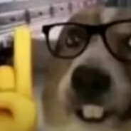 Steam Community :: pagachi