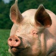 Steam Community :: Group :: 240 KG/H PIG