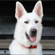 Steam Community :: K9 Paradise