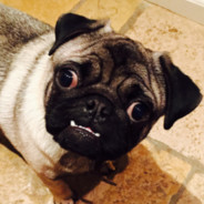 Steam Community :: Group :: pug fan group