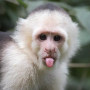 Steam Community :: Capuchin