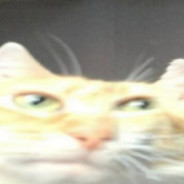 Steam Community :: Ohuel?