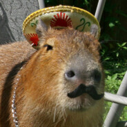 Steam Community :: Jedi_Capybara