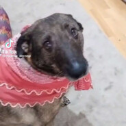 Steam Community :: Neva