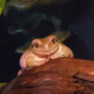 Steam Community :: fwog