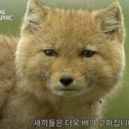 Steam Community :: yippee