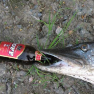 Steam Community :: Känni Kala