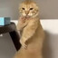 Steam Community :: Karate Kat :: Item Inventory