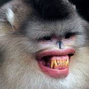 Steam Community :: Disabled Monkey