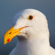 Steam Community :: Seagull