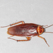 Steam Community :: roach