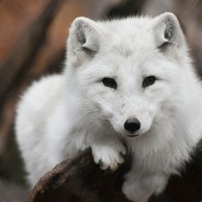 Steam Community :: RED_ssbb