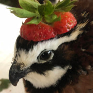 Steam Community :: Fat Quail