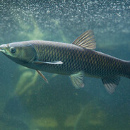 Steam Community :: fűves_ponty