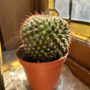 Steam Community :: 🌵 Cactus Bot! 🌵