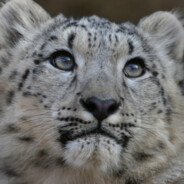 Steam Community :: snow leopard