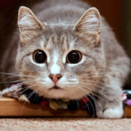 Steam Community :: stepashka