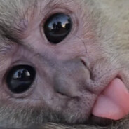 Steam Community :: WALKING LOCKER