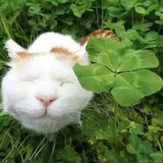 Steam Community :: Eml0