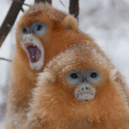 Steam Community :: Monke