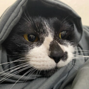 Steam Community :: Cat