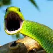 Steam Community :: snake333