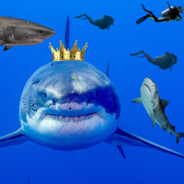 Steam Community :: Hectic Hedgehog