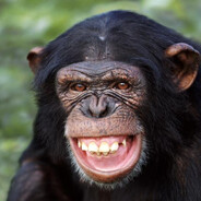 Steam Community :: chimpanzee