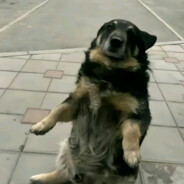 Steam Community :: BoSinn