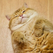 Steam Community :: CatObs