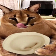 Steam Community :: Floppa_AWP