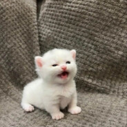 Steam Community :: piypiy