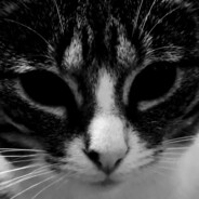 Steam Community :: shibu