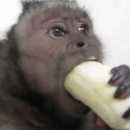 Steam Community :: Monkey D Luffy