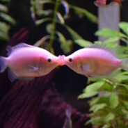 Steam Community :: Fish Snatcher