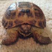 Steam Community :: Turtle Lover Ty