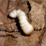 Steam Community :: Group :: Formicophilia Fans